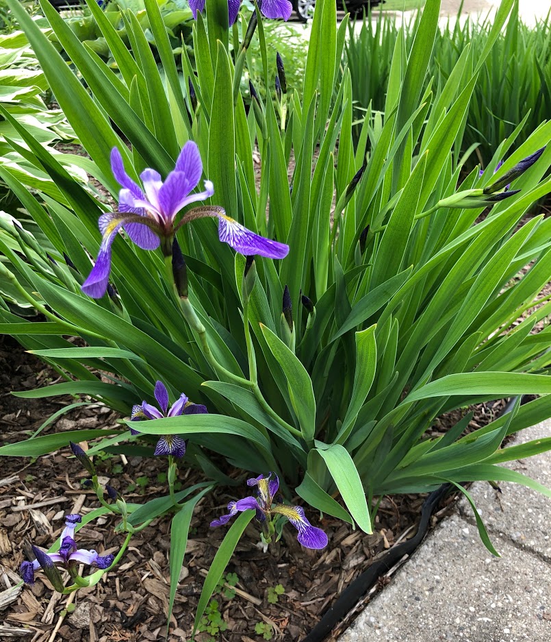 Allouez Beautification Committee